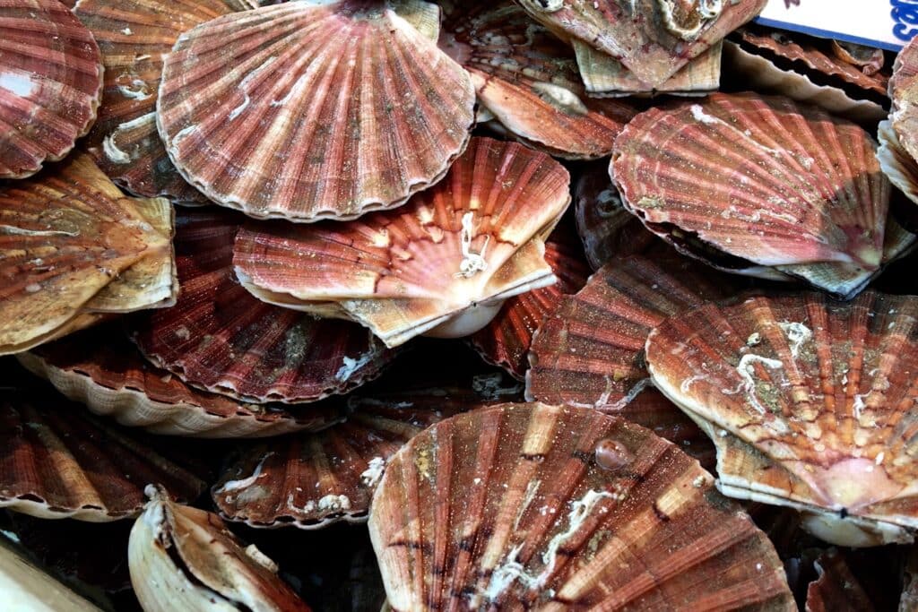 Coquilles Saint-Jacques : astuces incontournables pour une cuisson parfaite